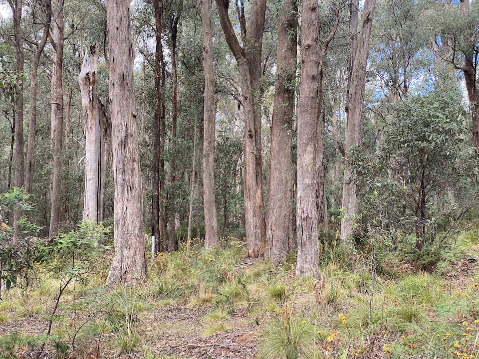 Where will Australians be buried if cemetery space runs out | SBS News