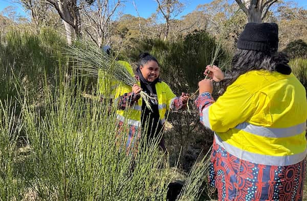 After 50 years, this patch of Worimi Country was healed by fire | SBS NITV
