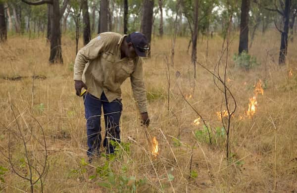 Cultural burning: using fire to protect from fire and revive Country ...
