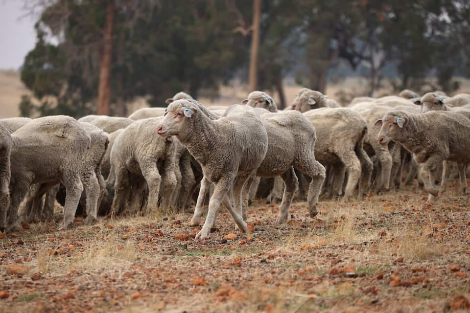 Live sheep exports: Sheep farming is all Scott knows - but his future ...