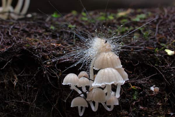“拍摄蘑菇完全改变了我对世界的看法”：澳洲摄影师作品亮相中国 | SBS Chinese