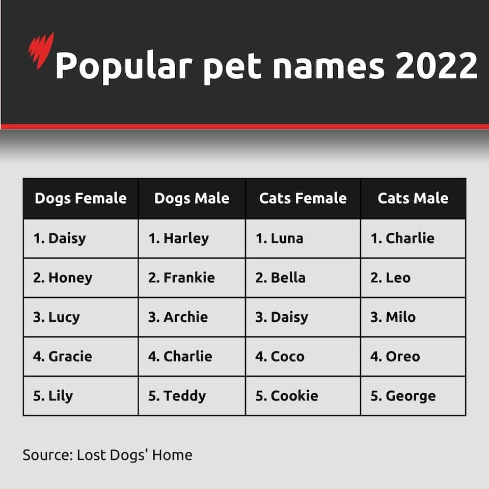From Alfie to Zeus, what are Australia's most popular pet names? | SBS News