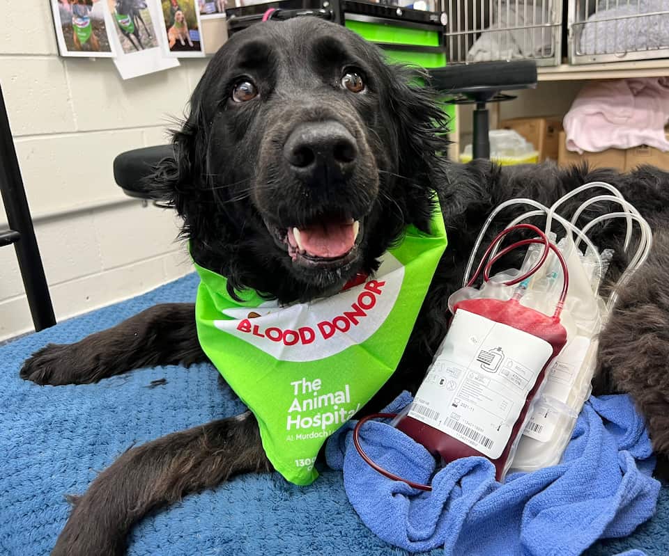 Dog and cat blood donors keep animal blood banks stocked | SBS News
