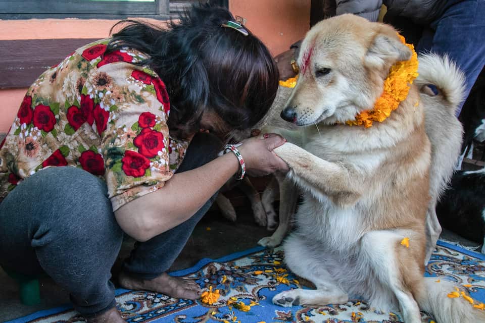 Everything you need to know about Tihar, Nepal's five-day festival ...