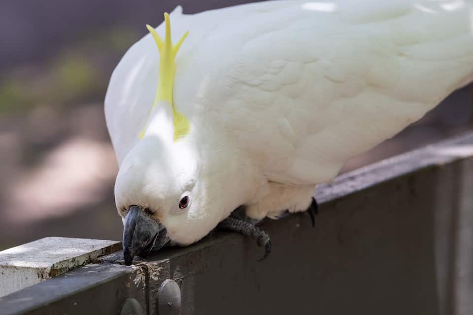 【解读澳洲】野生动物跑进了家？这样来应对 | SBS Chinese