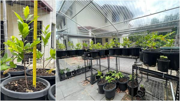 Yellow blooms of mai tree symbolise Lunar New Year has begun for ...