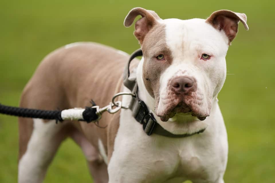 Five dog breeds, including the pit bull terrier, are being banned in ...