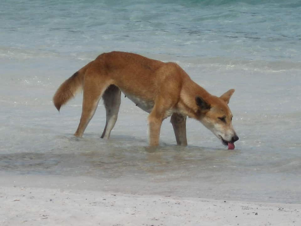 How common are dingo attacks on humans, and do we need to be worried ...