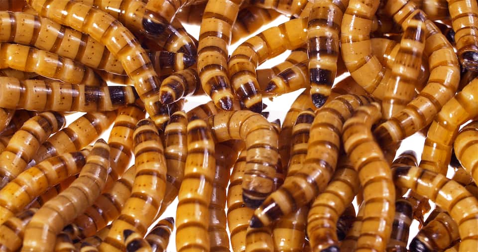 Australia's edible insects: Are they really the food of the future ...