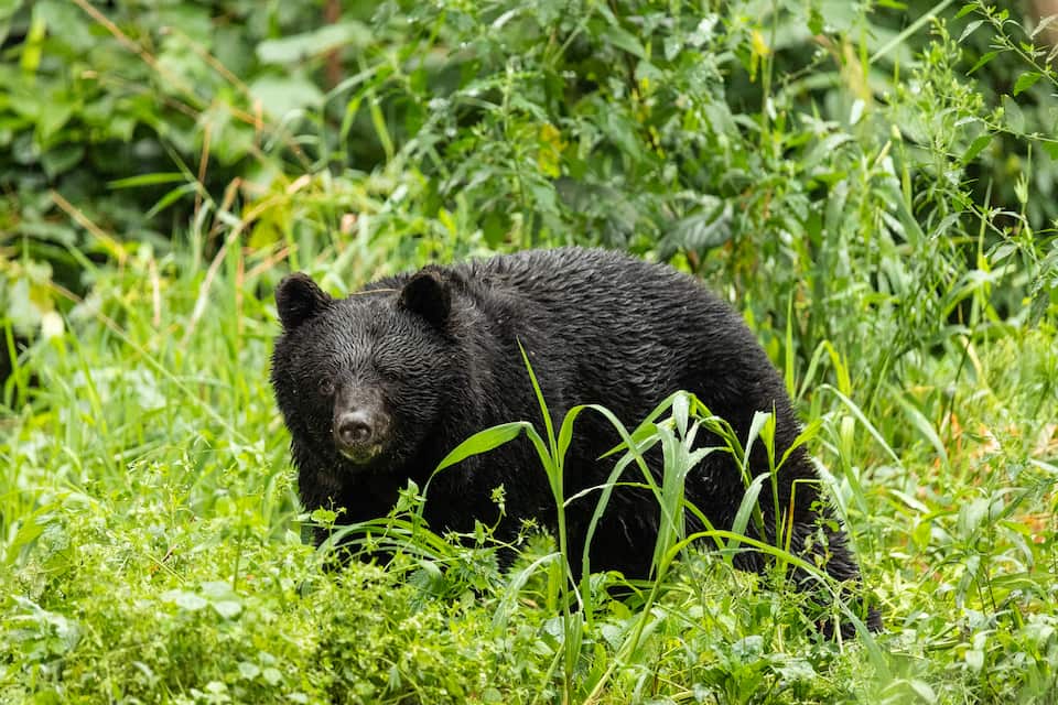 A rise in bear attacks in Japan has locals hunting for answers. This ...