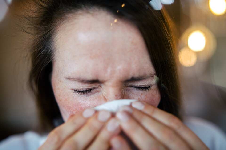 Hay fever Australia: pollen levels after La Niña cause more severe ...