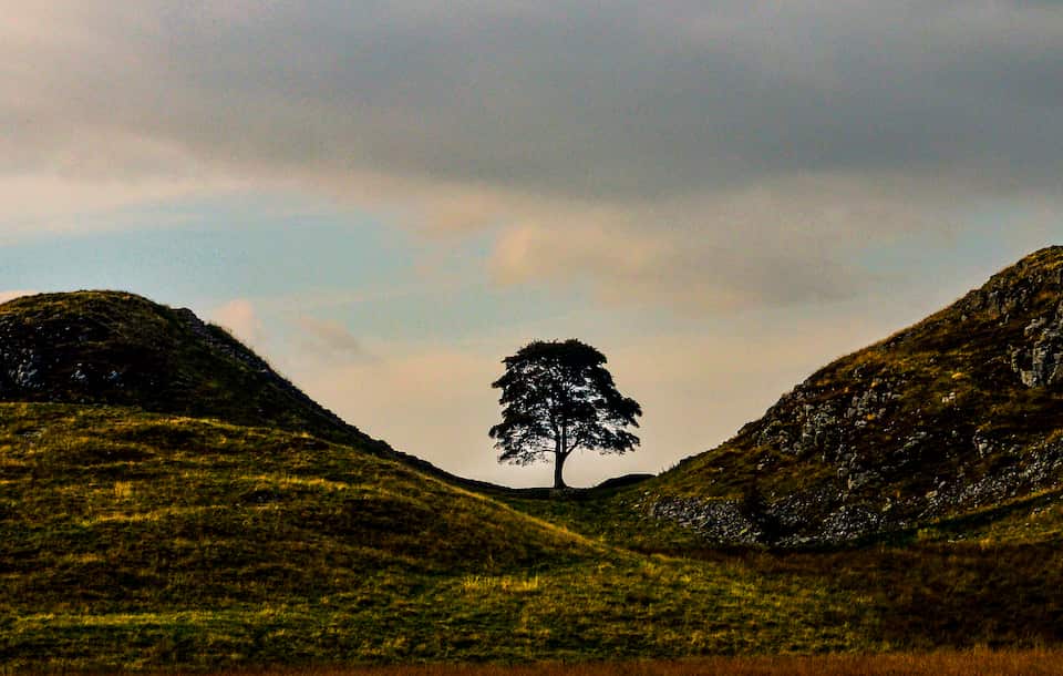 Sycamore Gap: 'Shock and anger' in community after Robin Hood tree's ...
