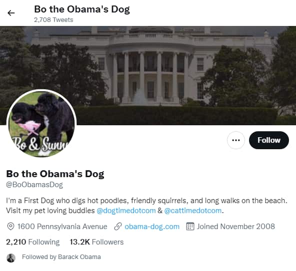 'Australia’s First Dog': Toto Albanese makes her Twitter debut | SBS ...