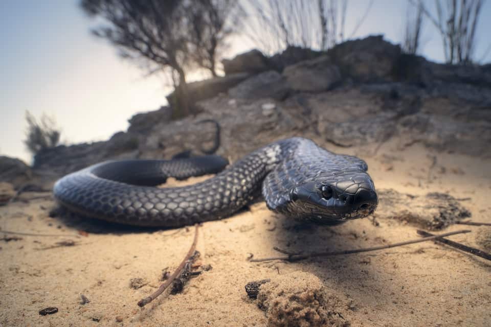 Ano ang mga dapat gawin kapag nakagat ng makamandag na ahas at gagamba ...