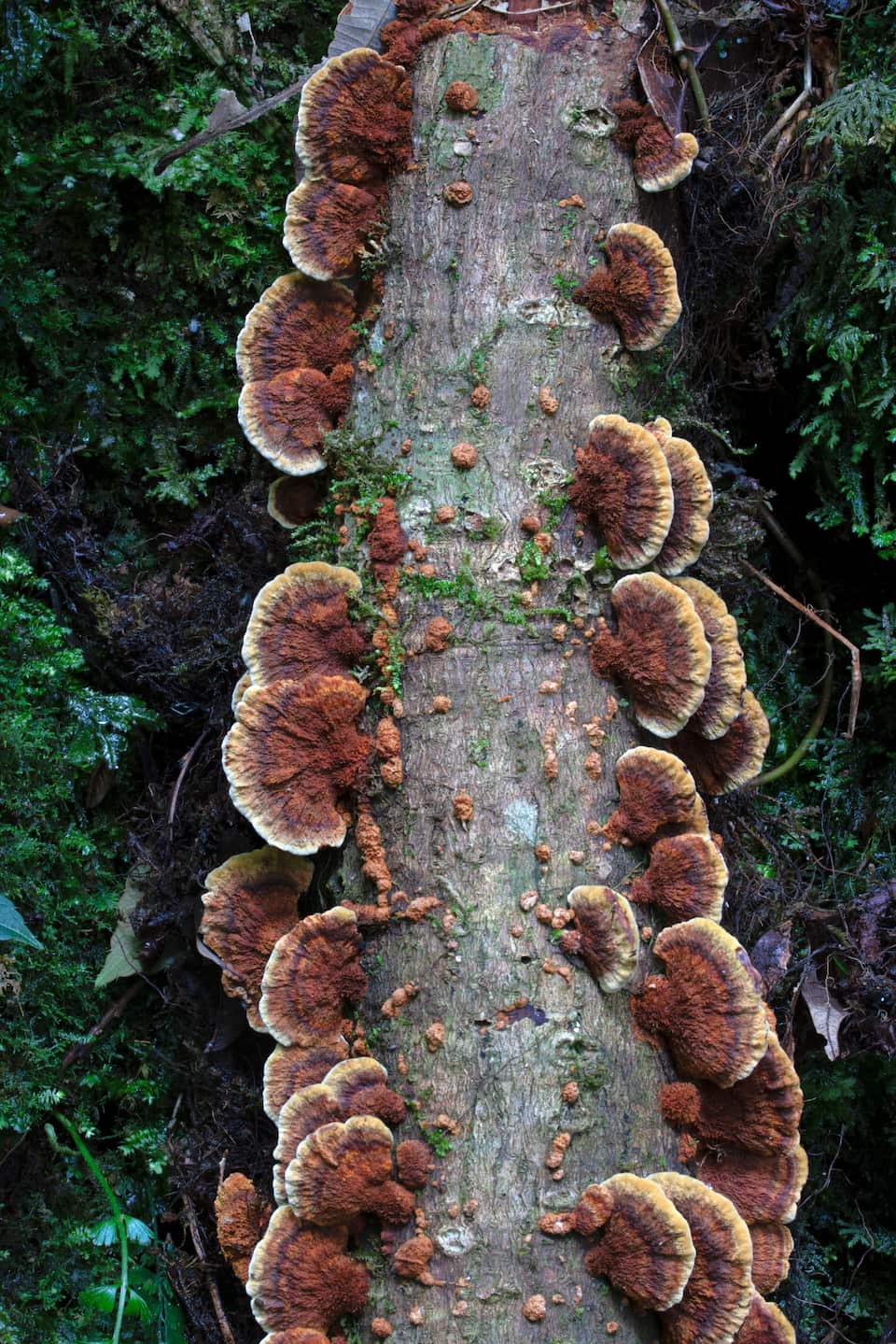 “拍摄蘑菇完全改变了我对世界的看法”：澳洲摄影师作品亮相中国 | SBS Chinese