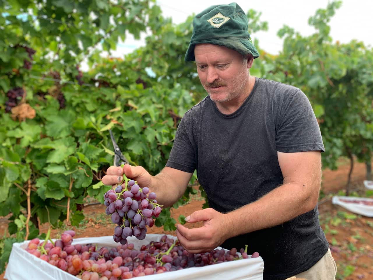 Despite a shortage of rural workers, Australian table grape growers are ...