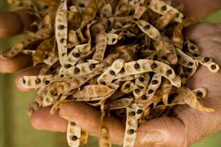 Bush food: Are these Indigenous ingredients the true superfoods? | SBS Food