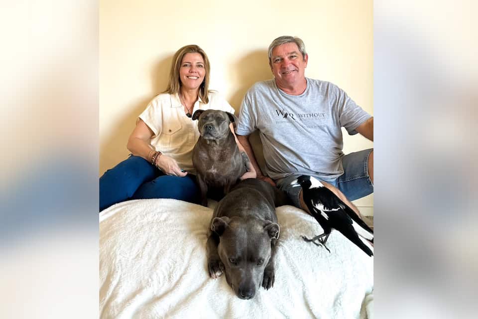 Molly the magpie reunited with carers and dog friends, Peggy and Ruby ...