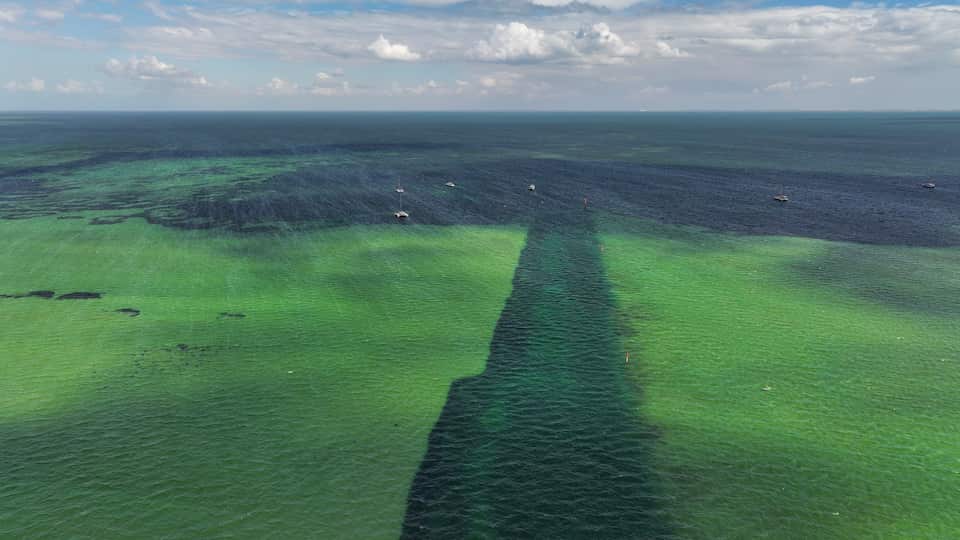 These faceless sea creatures are helping to revive seagrass and prevent ...