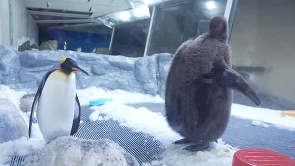 Pesto the penguin: Big, hungry and famous — but his size might not last ...