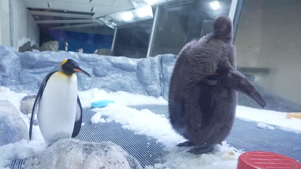 Pesto the penguin: Big, hungry and famous — but his size might not last ...