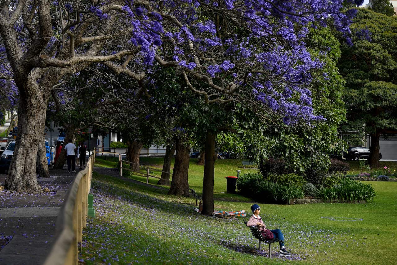 Como o jacarandá brasileiro virou símbolo da primavera em Sydney | SBS ...