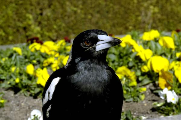 Magpie swooping season: Why they attack and how to avoid them | SBS News