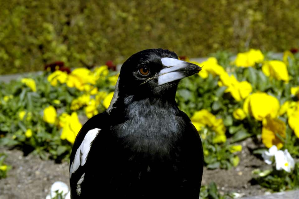 Magpie swooping season: Why they attack and how to avoid them | SBS News