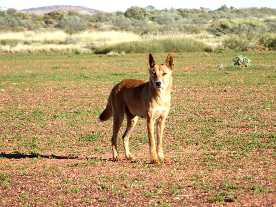 From wolf to chihuahua: New research reveals where the dingo sits on ...