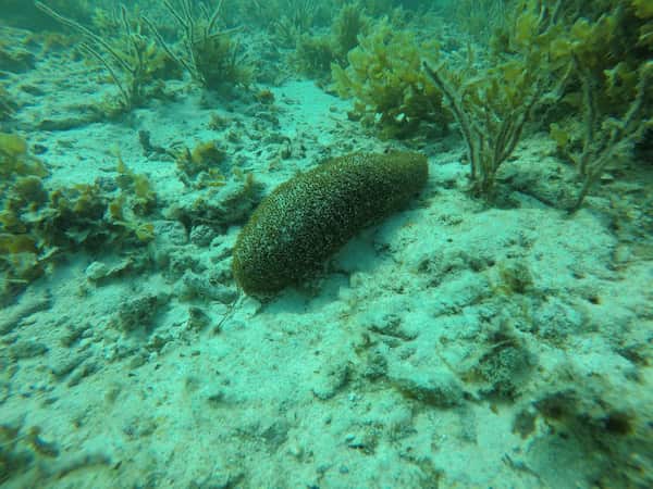 These faceless sea creatures are helping to revive seagrass and prevent ...
