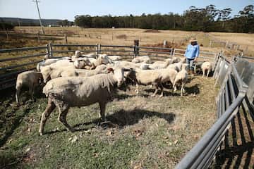 How a Bureau of Meteorology warning helps save Aussie sheep | SBS News