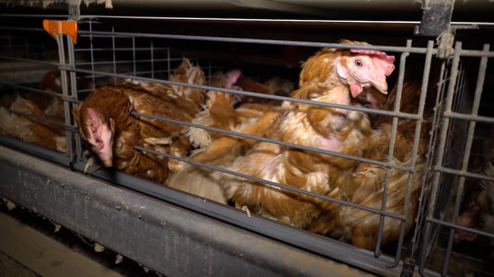 Sophie has secretly taken over 200 animals from farms. This is why she ...