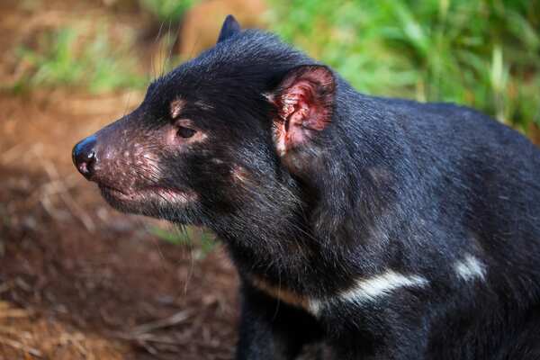 Tasmanian Devil tooth among significant finds at Juukan cave site | SBS ...