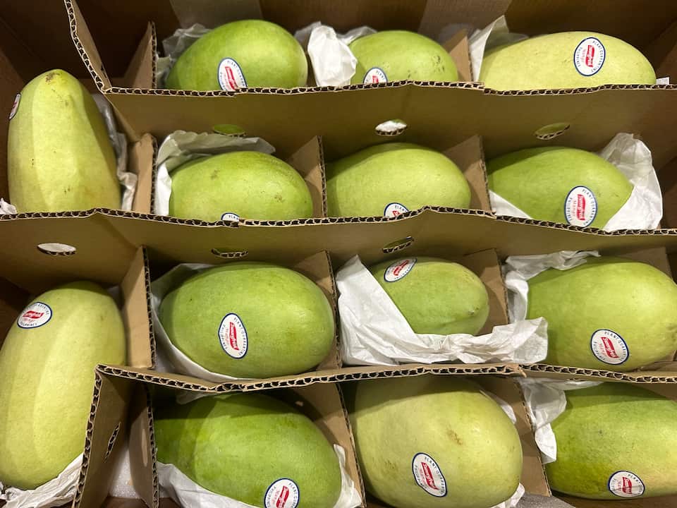 The long wait is over: Philippine Carabao mangoes finally arrive in ...