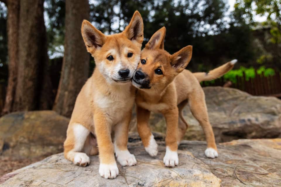 How common are dingo attacks on humans, and do we need to be worried ...