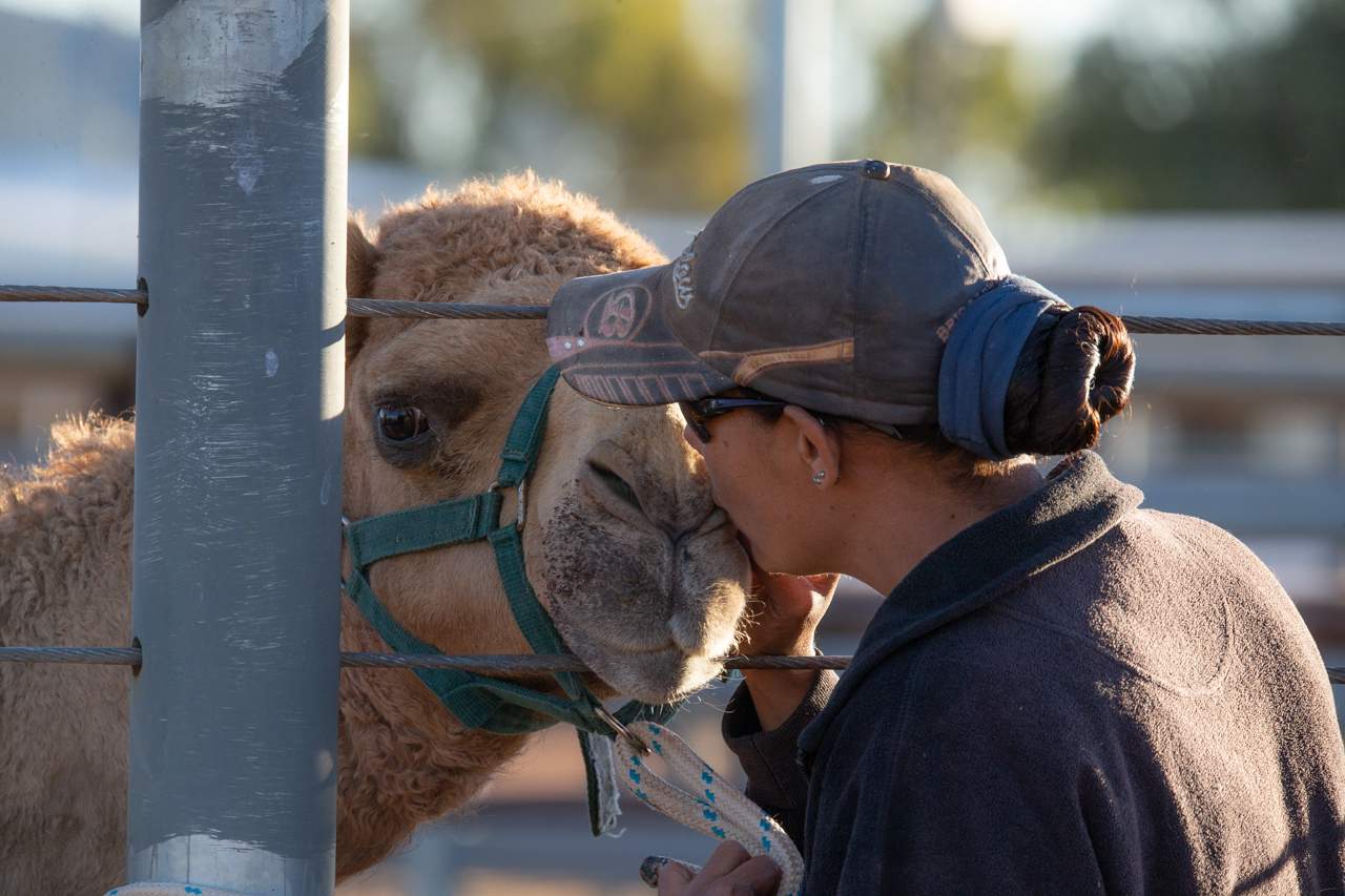 Boulia Camel Races: Remote Queensland's Melbourne Cup of camel racing ...