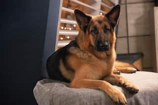 They’re putting the bite on crime: meet ‘Hudson & Rex’ | SBS What's On