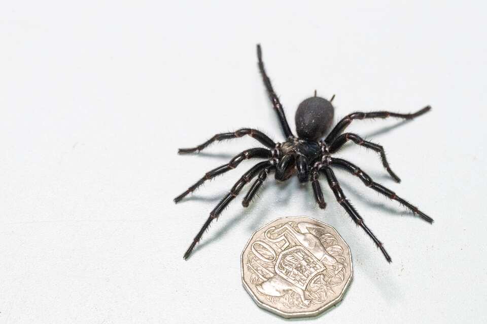 Biggest male funnel-web spider ever discovered donated to park | SBS News