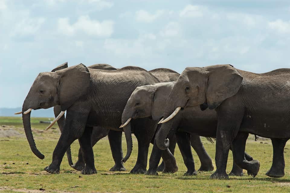 Elephants call each other by names, new research finds | SBS News