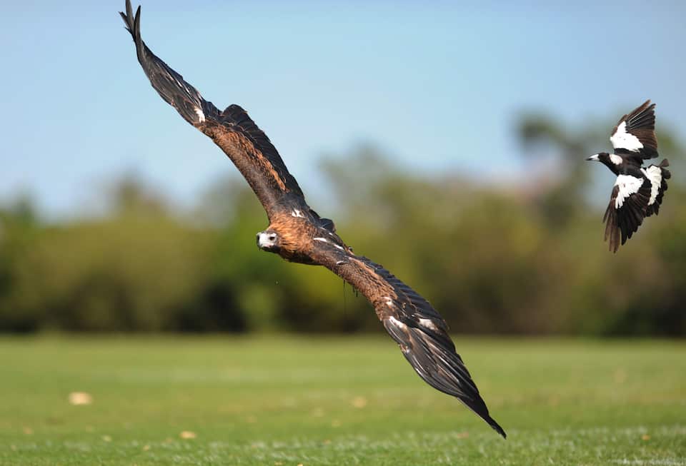 Magpie swooping season: Why they attack and how to avoid them | SBS News