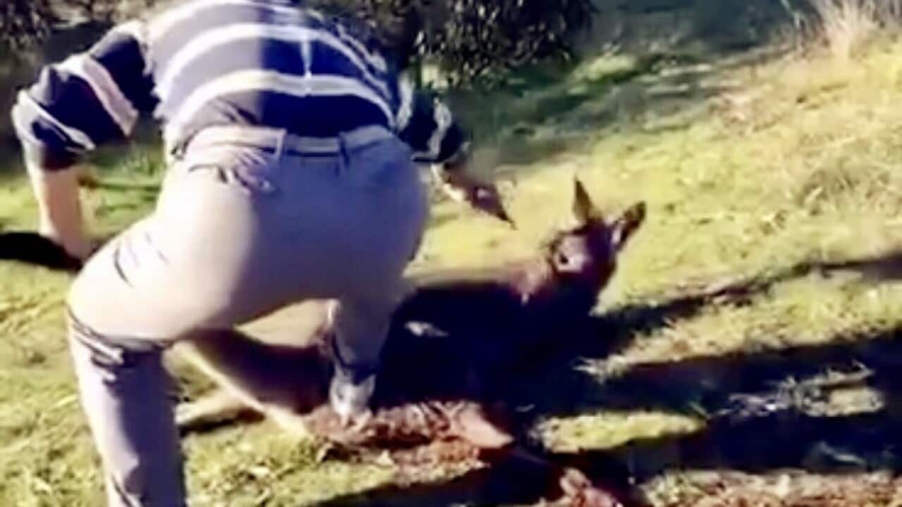 kangaroo attacks man