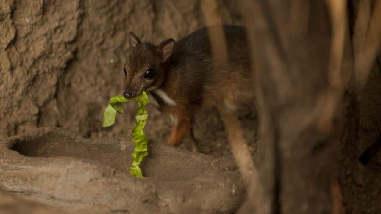 java mouse deer baby