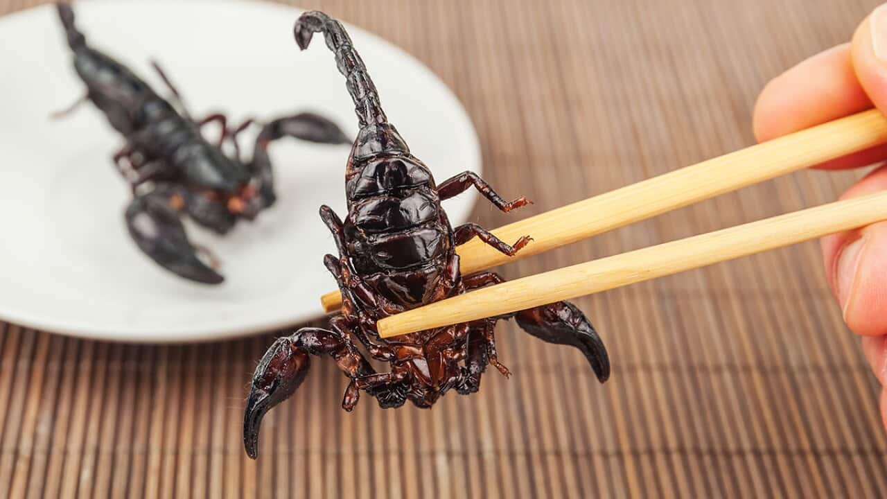 fried scorpion