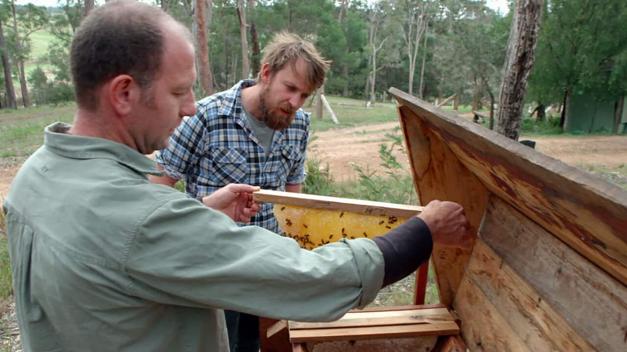 backyard beekeeping australia