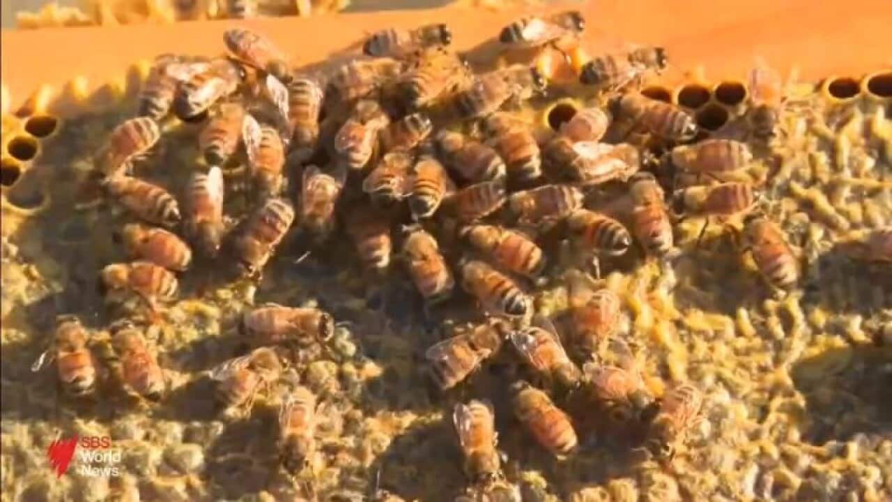 World Bee Day: Celebrating the hives behind our harvests I SBS News | SBS News