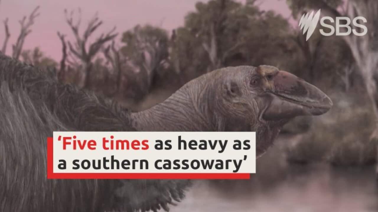 Skull fossil reveals prehistoric Australian 'Giga-Goose' I SBS News ...