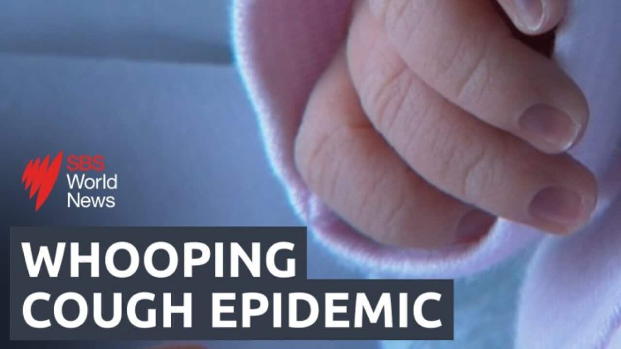 Whooping cough epidemic in Australia I SBS News | SBS News