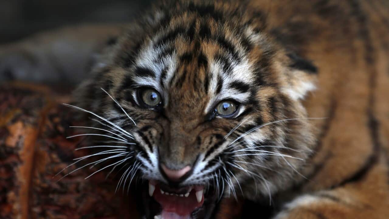tiger eats zookeeper