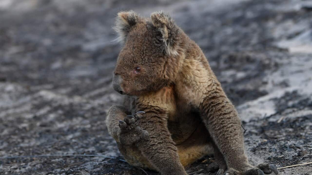 koala es un marsupial