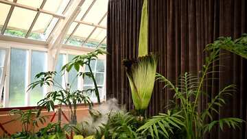 Stinky corpse flower begins long-awaited bloom in Sydney | SBS News